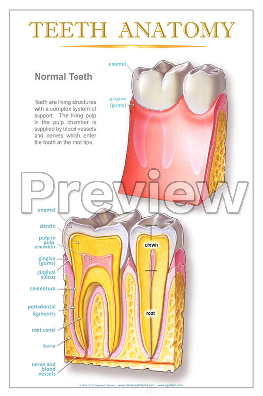 Teeth Anatomy Wall Chart – Dental Flip Charts by Stephen F. Gordon