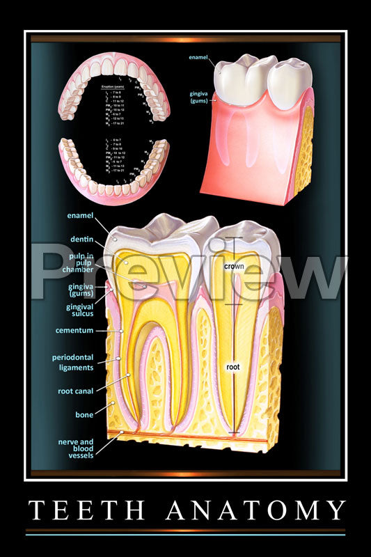 Teeth Anatomy Wall Chart – Dental Flip Charts by Stephen F. Gordon